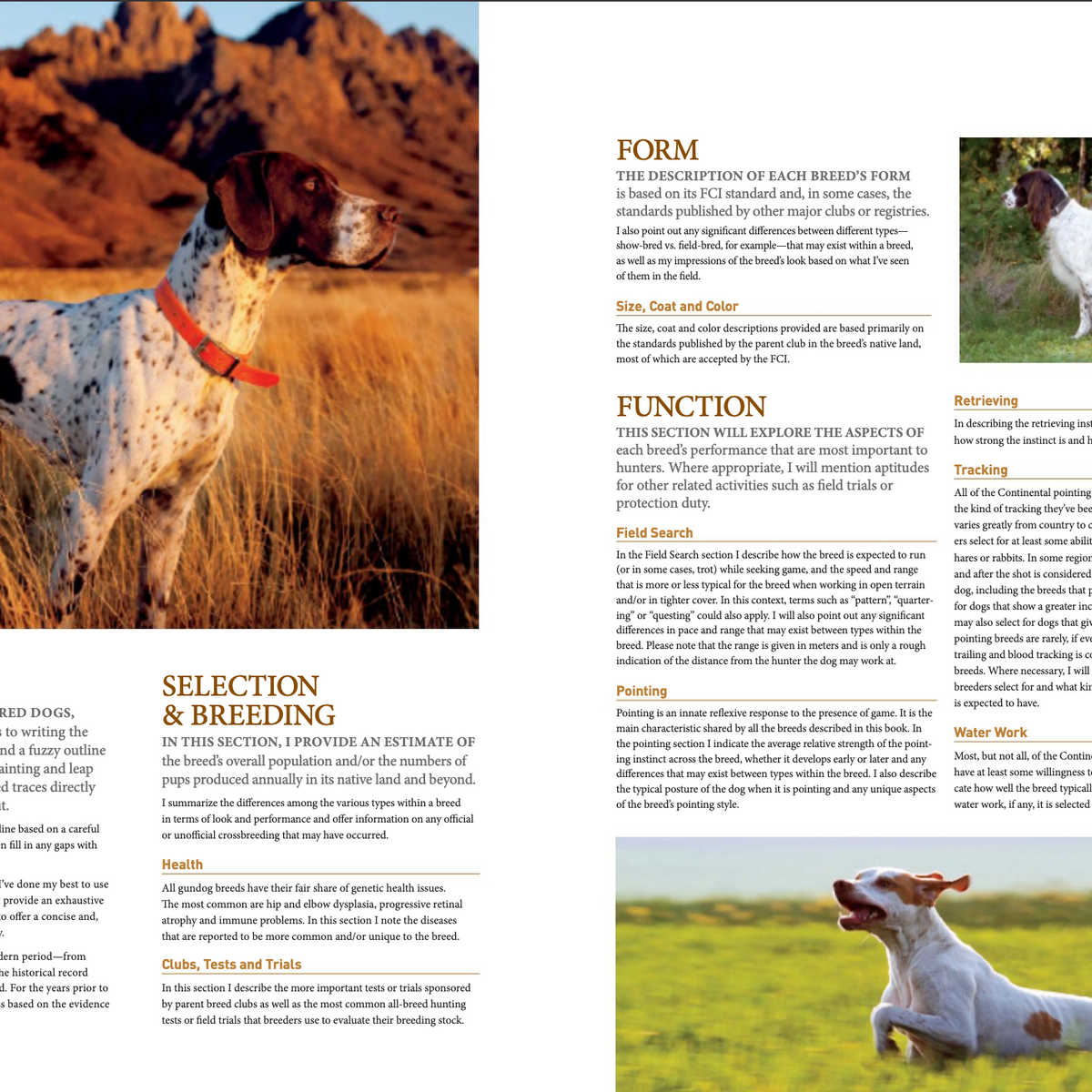 pointing dog handforth