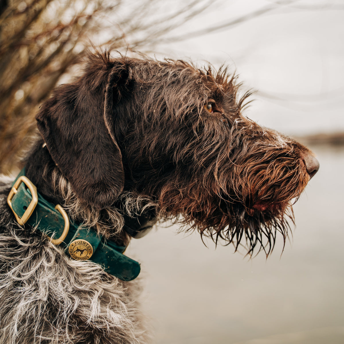 Waterproof Dog Collars – Pointer Traditions