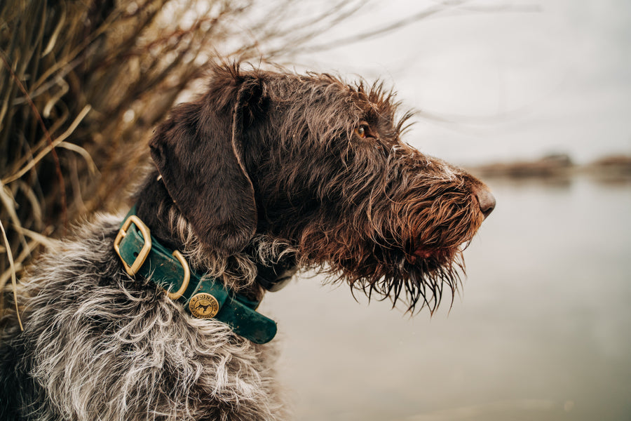 Waterproof Dog Collars – Pointer Traditions