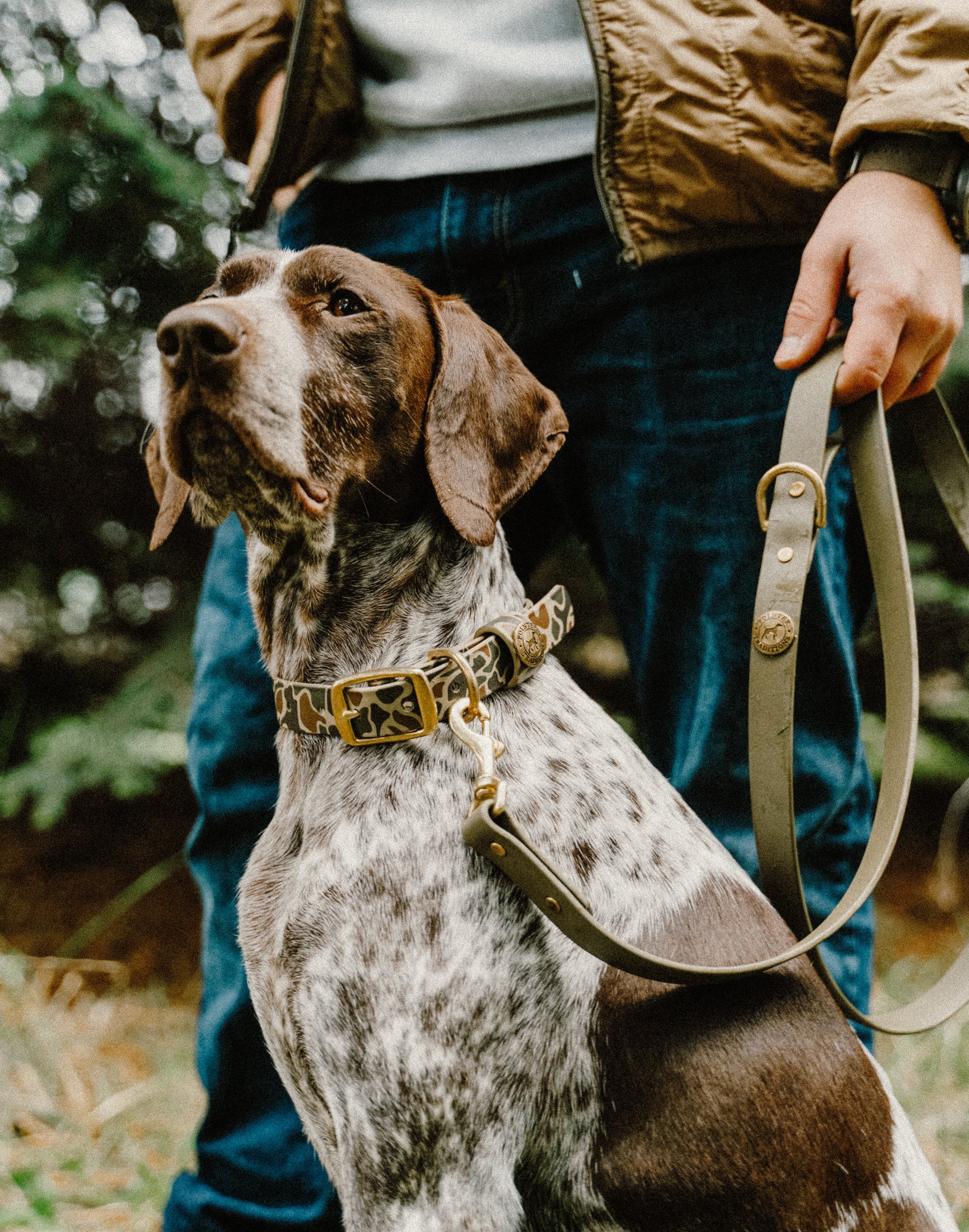 Dog Gear | Collars, Leashes, & Training Supplies – Pointer Traditions